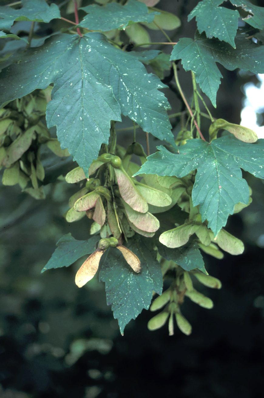 Sycamore (SY) - Forest Research