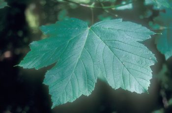 Sycamore (SY) - Forest Research