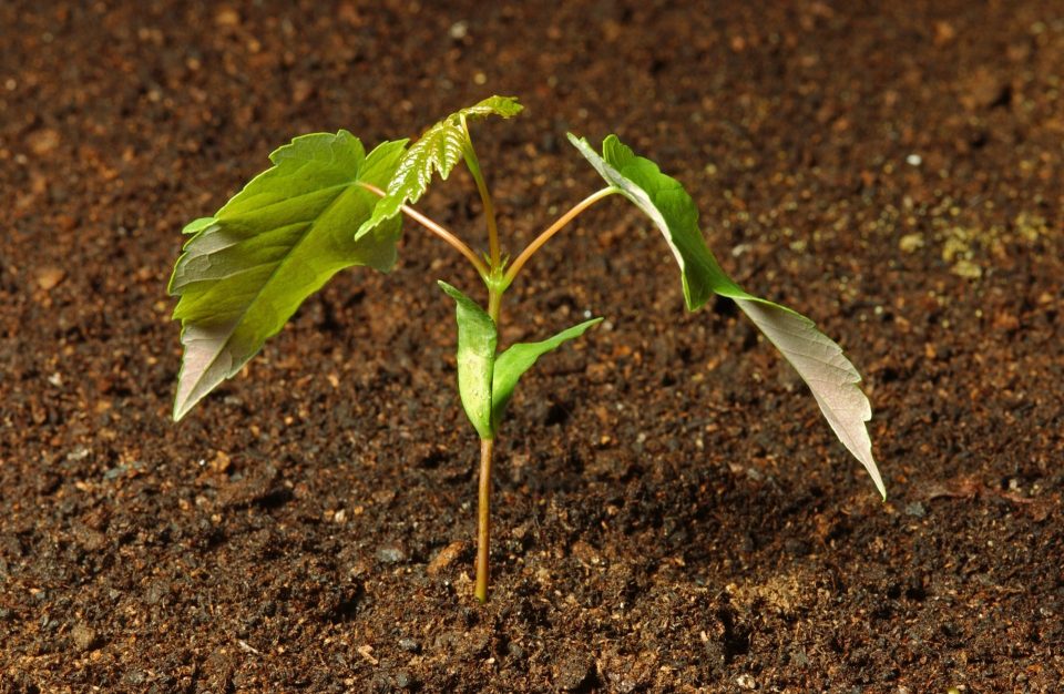 Sycamore (SY) - Forest Research