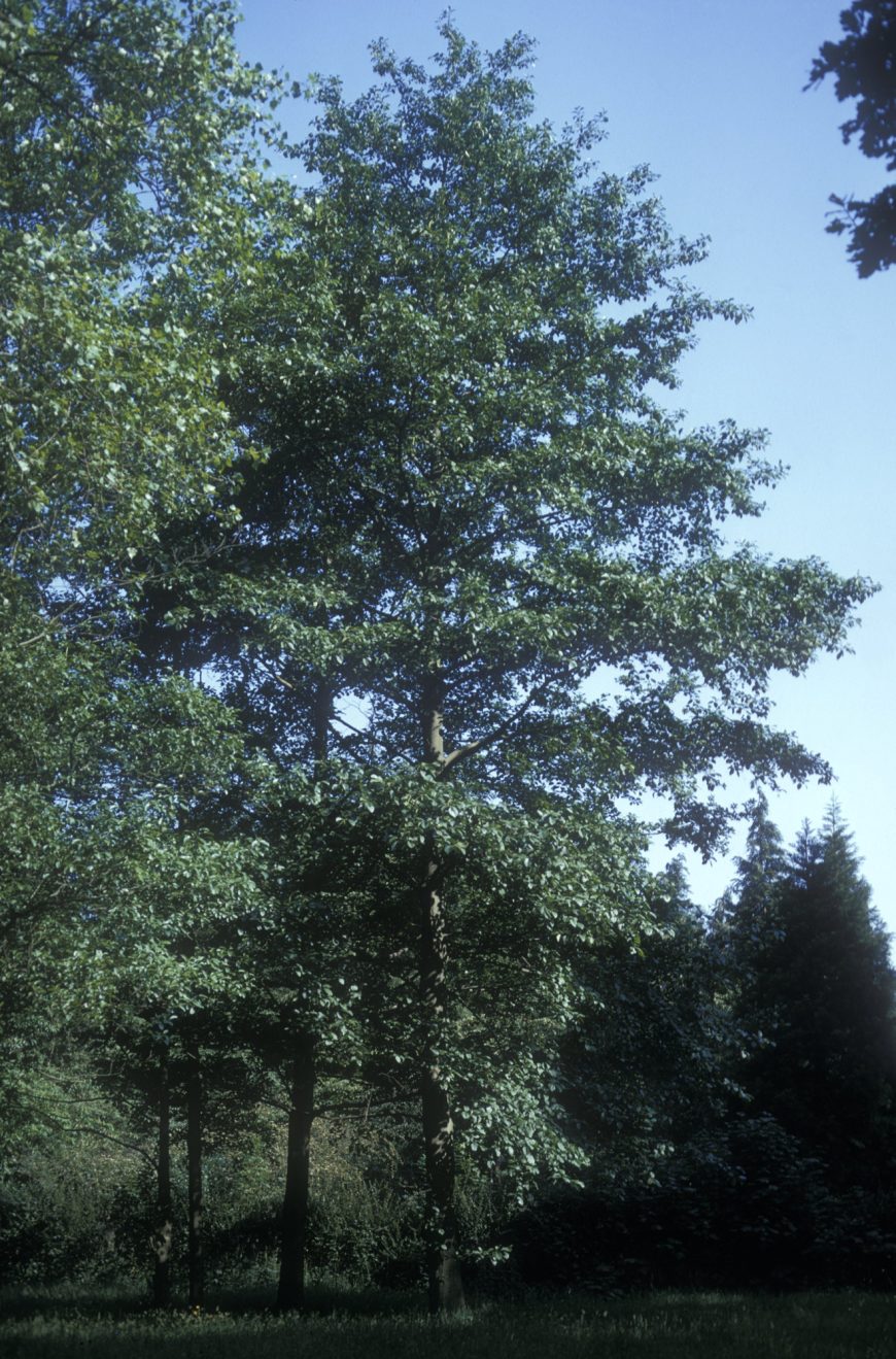 Grey alder (GAR) - Forest Research