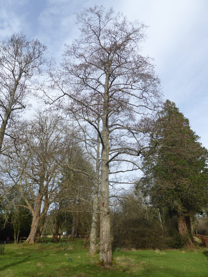 Grey alder (GAR) - Forest Research