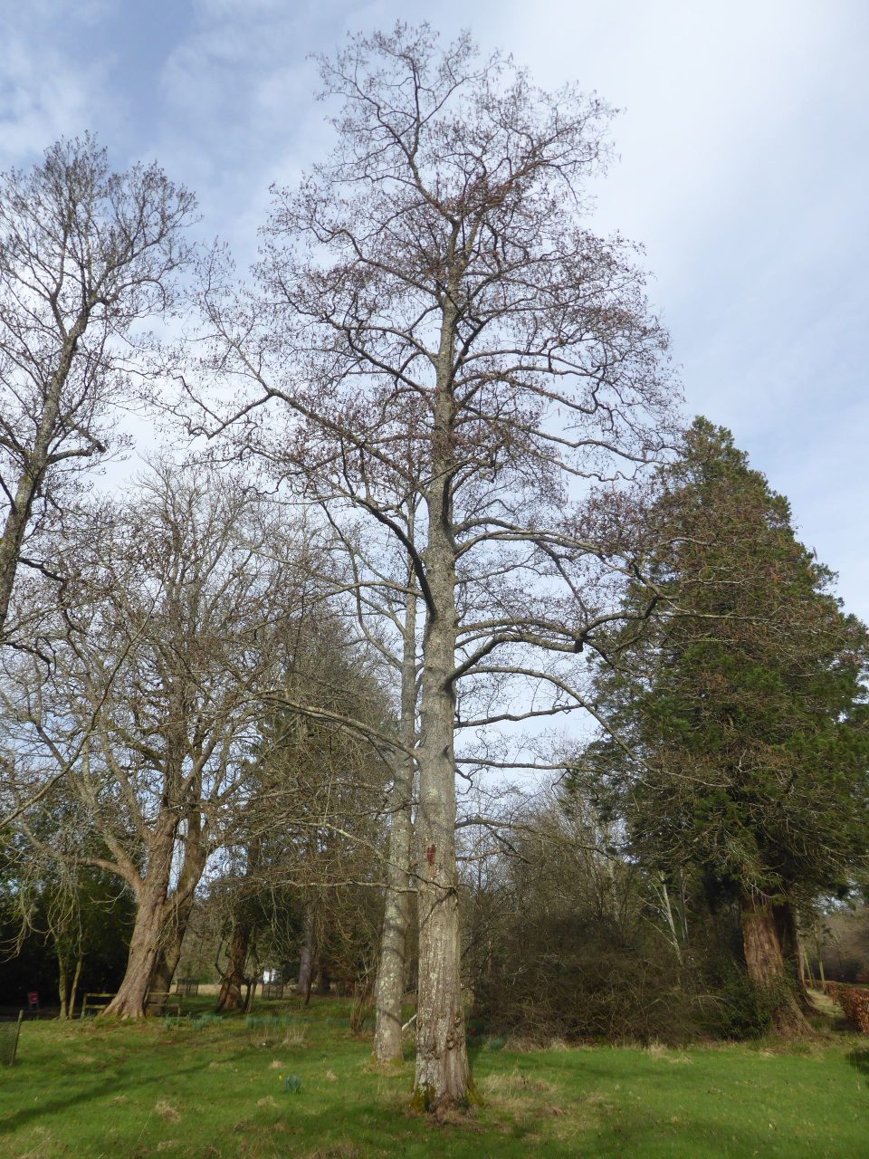 Grey alder (GAR) - Forest Research
