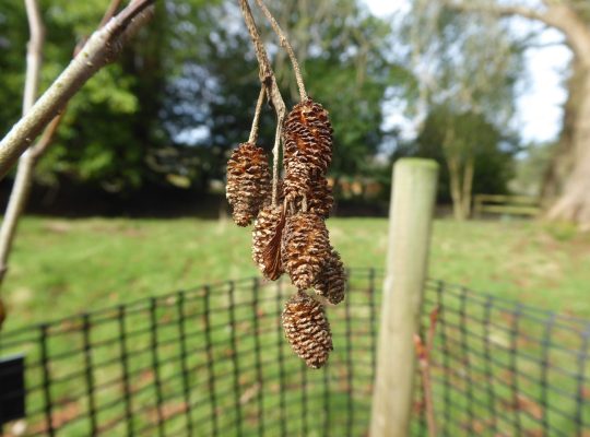 Green alder (VAR) - Forest Research