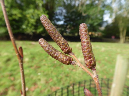 Green alder (VAR) - Forest Research