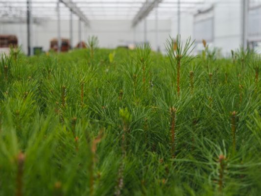 Biosecurity - Forest Research