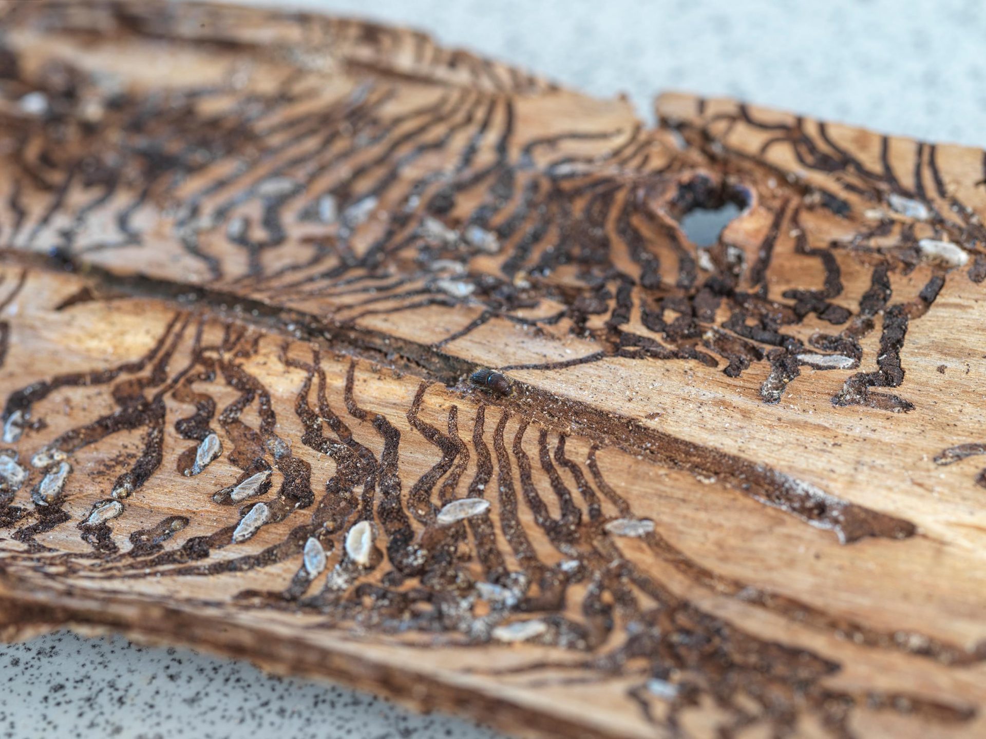 Volunteers wanted in nationwide monitoring project for Ips typographus ...