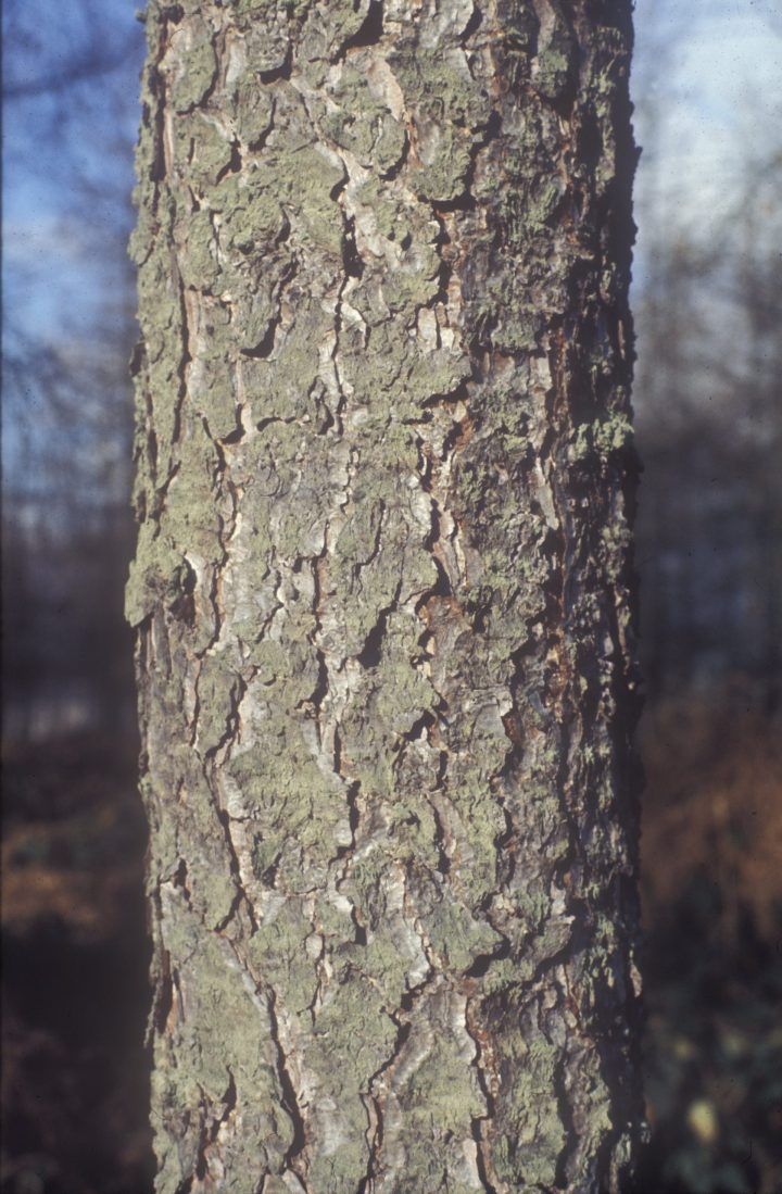Japanese larch (JL) - Forest Research