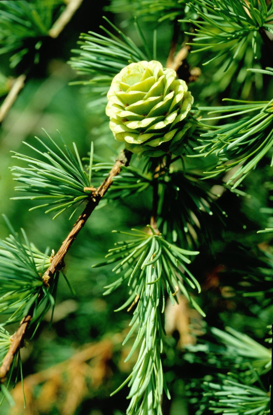 Japanese larch (JL) - Forest Research