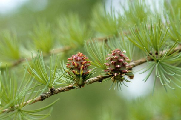 Japanese larch (JL) - Forest Research