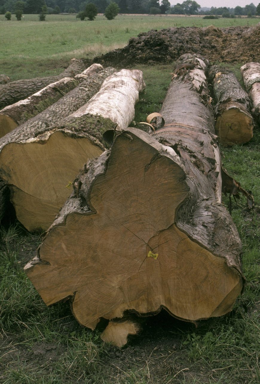 Wild cherry, gean (WCH) - Forest Research