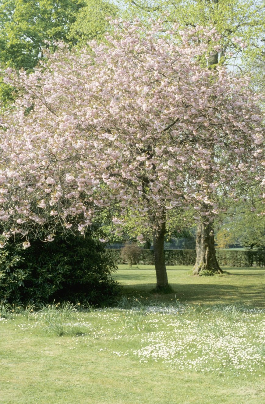 Wild cherry, gean (WCH) - Forest Research