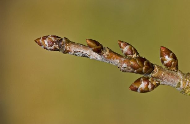 Wild cherry, gean (WCH) - Forest Research