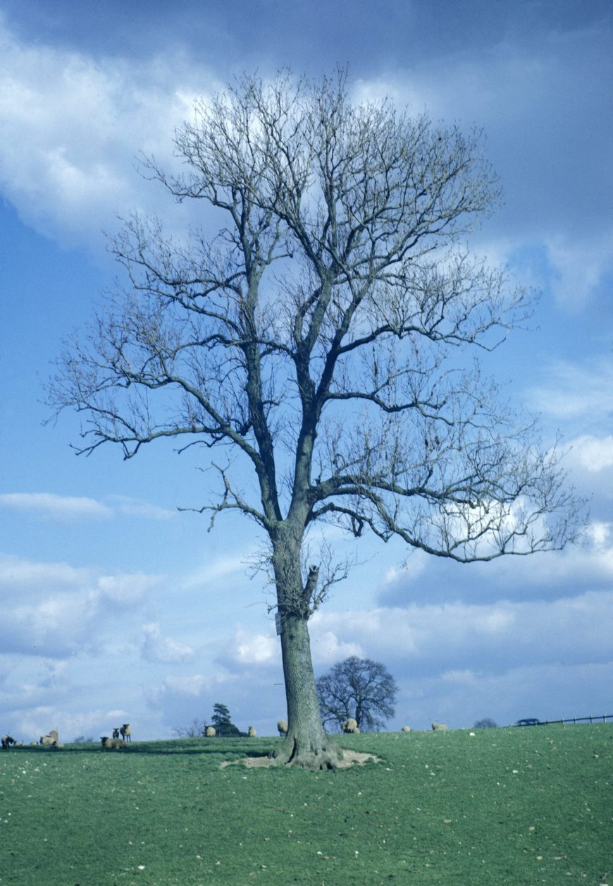 Ash (AH) - Forest Research