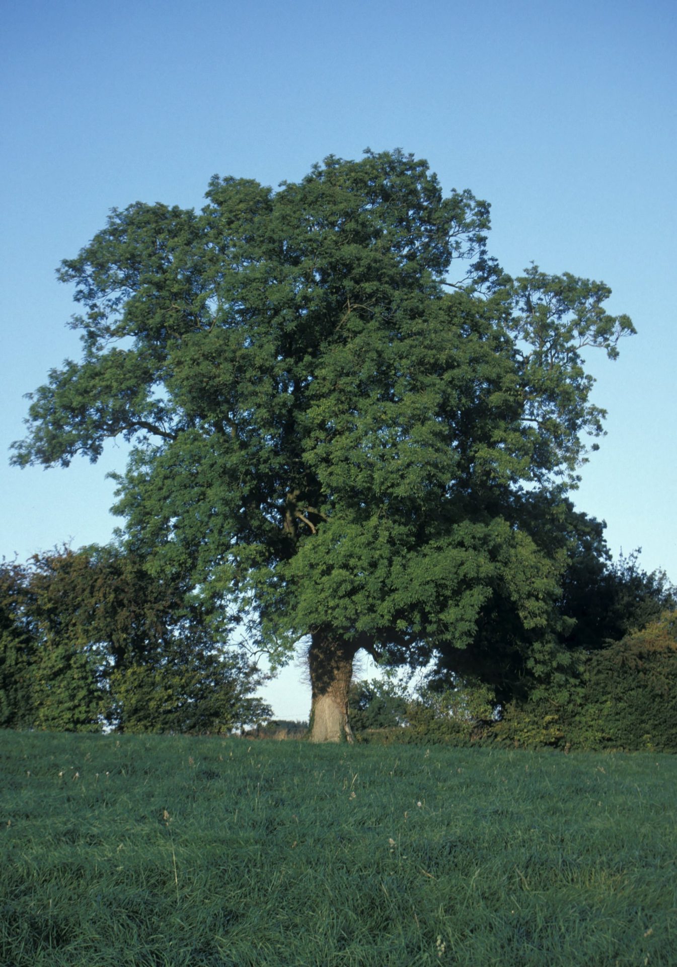 Ash (AH) - Forest Research