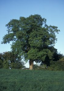 Ash (AH) - Forest Research