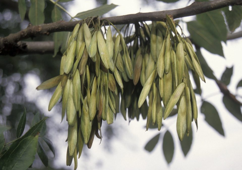 Ash (AH) - Forest Research