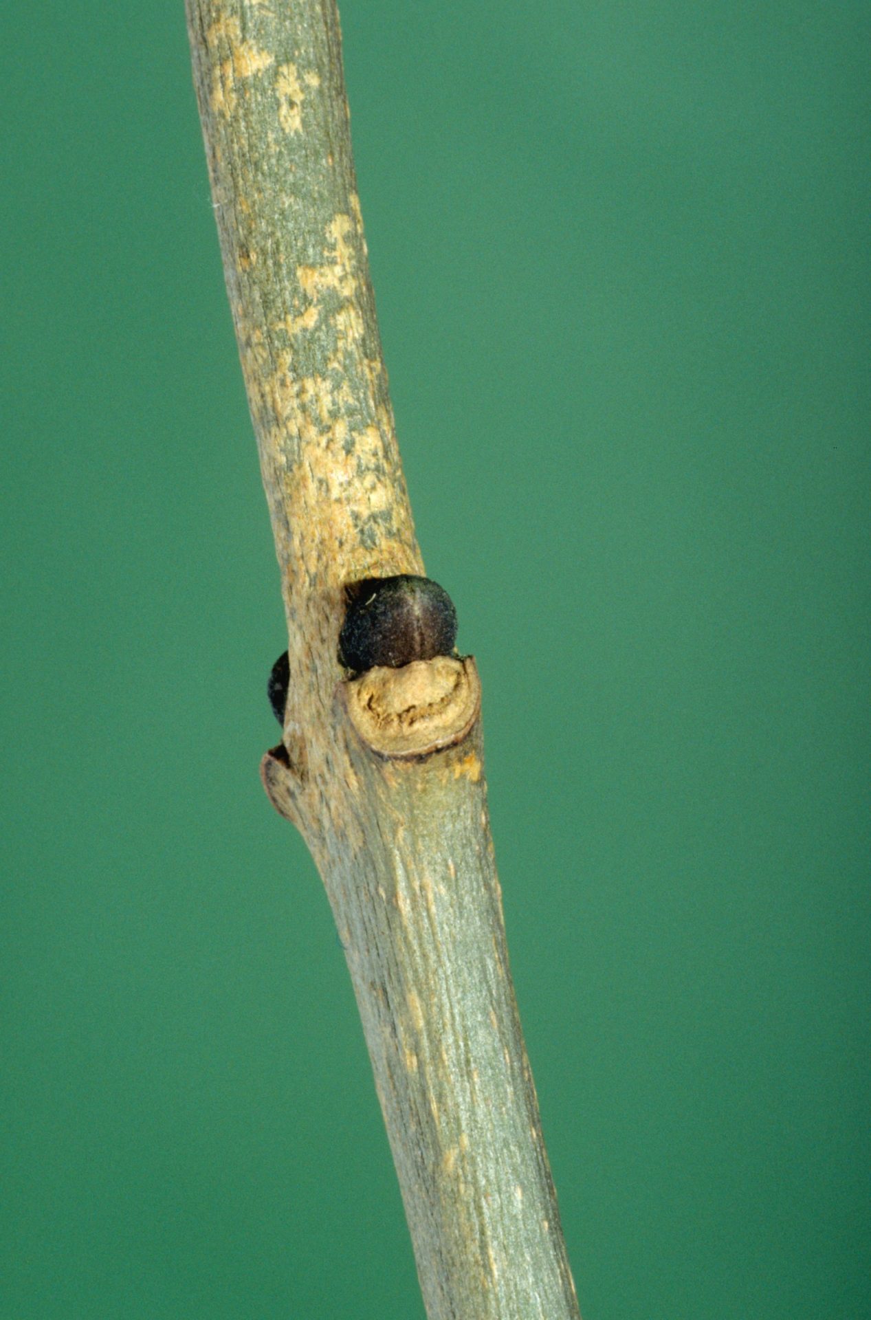 Ash (AH) - Forest Research