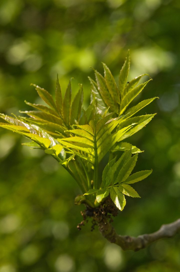 Ash (AH) - Forest Research