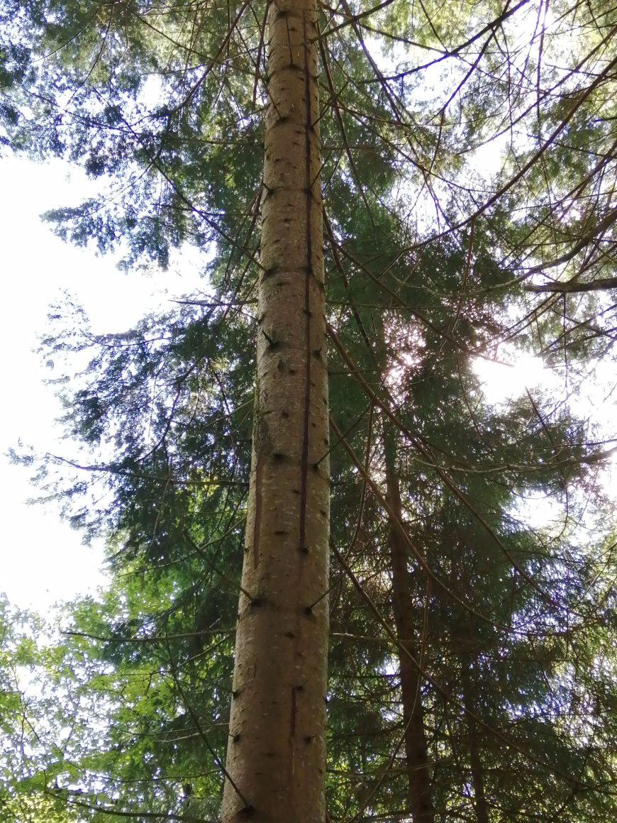 Stem cracks in conifers – report it via TreeAlert - Forest Research