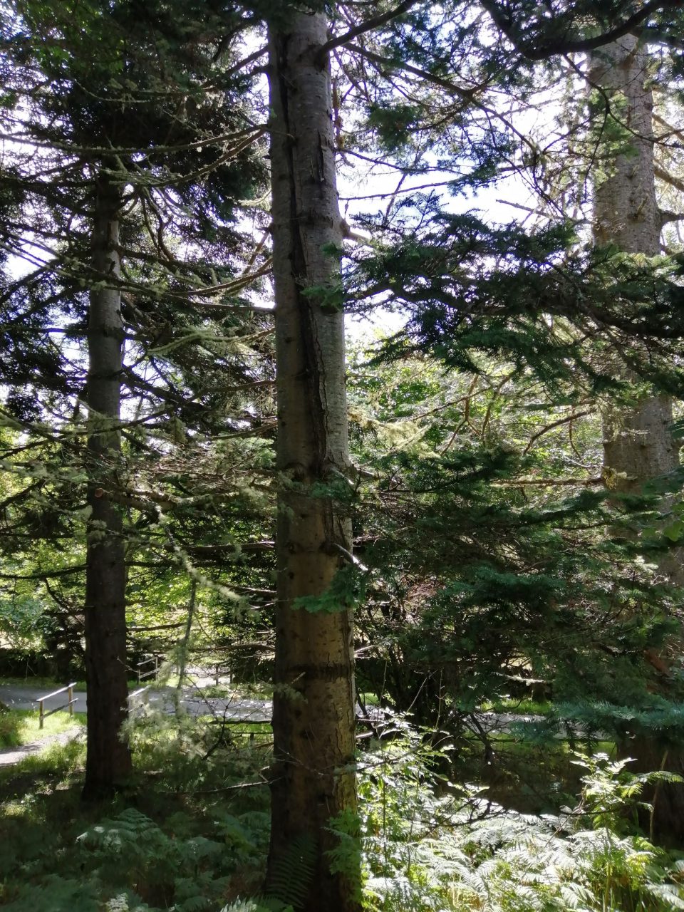 Stem cracks in conifers – report it via TreeAlert - Forest Research