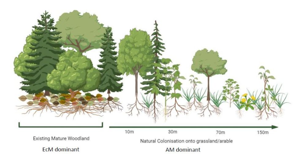 Assessment of ECM Communities at the Natural Colonisation Sites ...