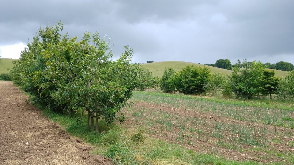 Tree species guide launched for farmers and foresters - Forest Research