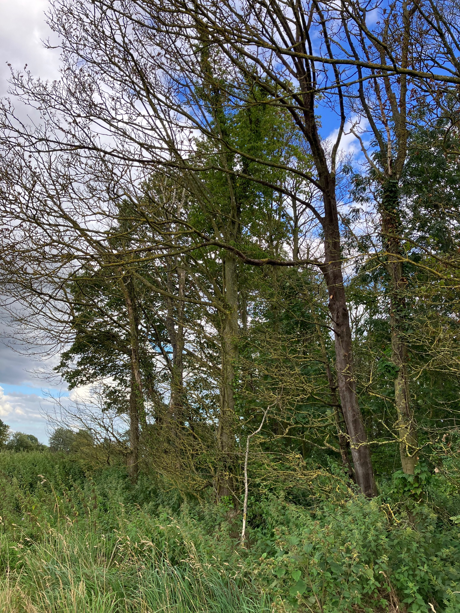 Sooty bark disease (Cryptostroma corticale) - Forest Research