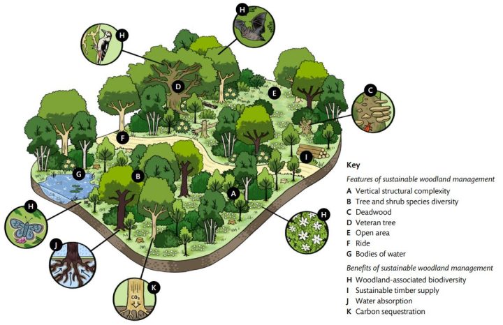 The management and creation of woodland for biodiversity and wider ...