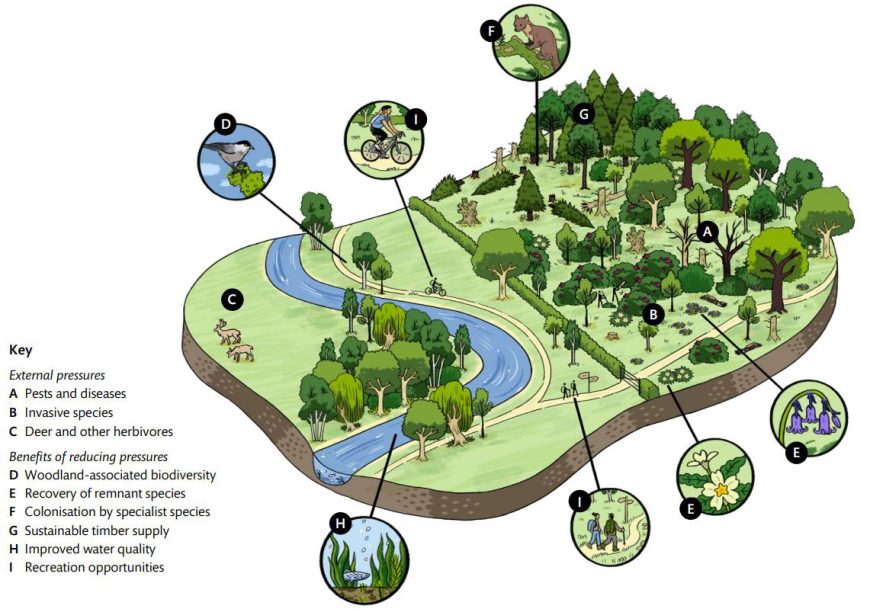 The management and creation of woodland for biodiversity and wider ...
