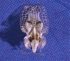 Plane lace bug (Corythucha ciliata) - Forest Research
