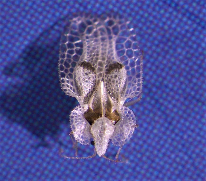 Plane lace bug (Corythucha ciliata) - Forest Research