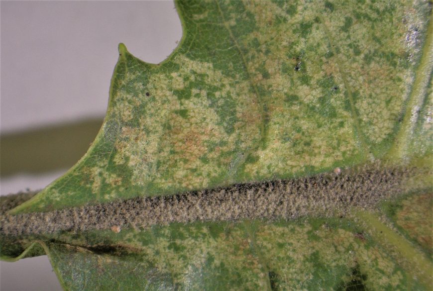 Plane lace bug (Corythucha ciliata) - Forest Research