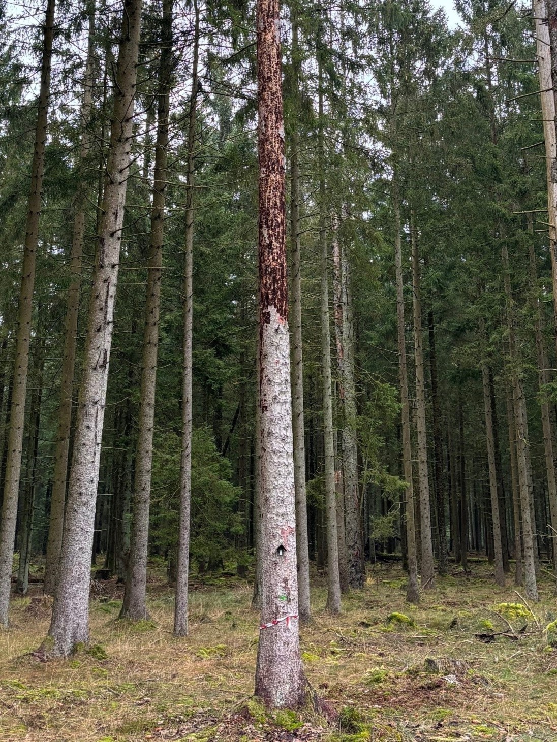 The susceptibility of Sitka spruce to Ips typographus - Forest Research