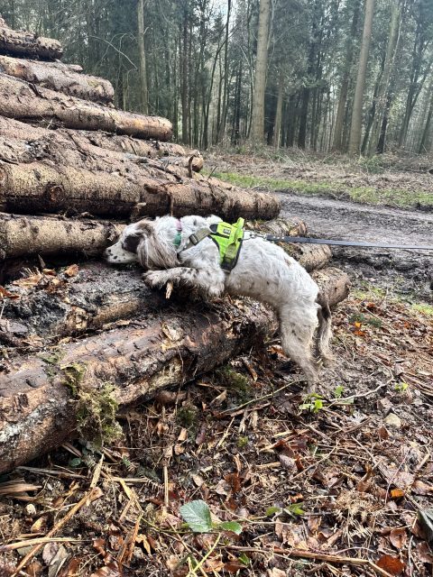 Detection Dogs for forest pest surveillance (Ips typographus) - Forest ...