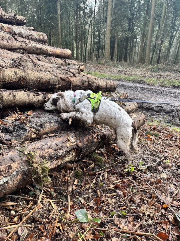 Detection Dogs for forest pest surveillance (Ips typographus) - Forest ...