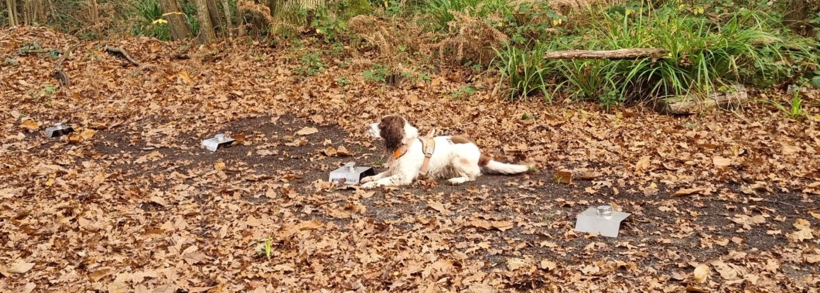 Detection Dogs for forest pest surveillance (Ips typographus) - Forest Research