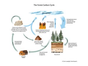 Forest Carbon Cycle - Forest Research