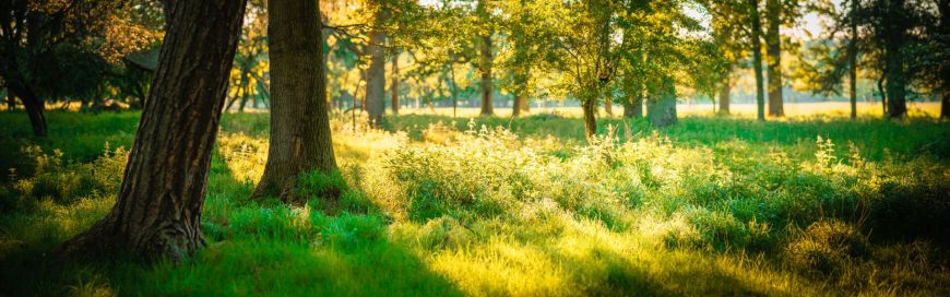 Temperature Projections - Forest Research