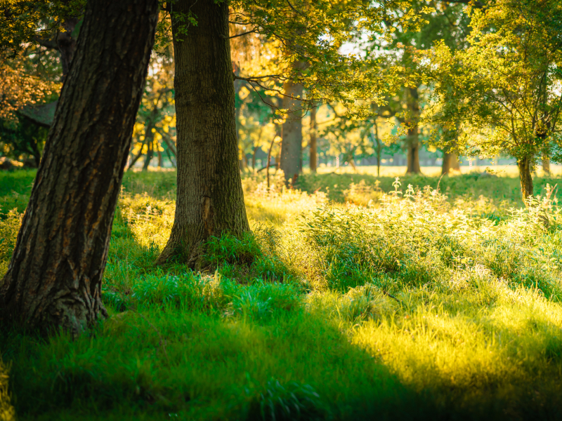 Temperature Projections - Forest Research