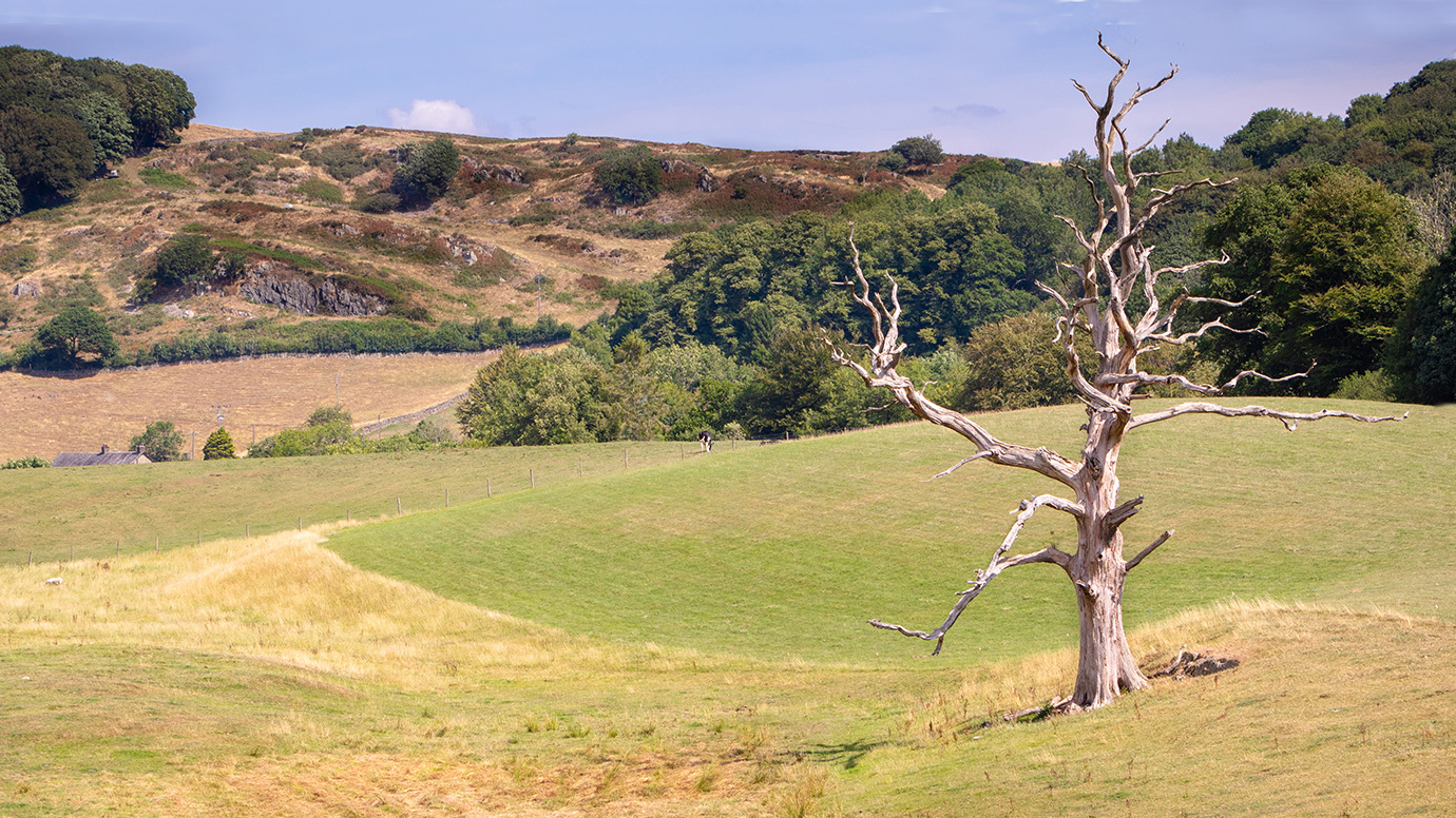 Public feels positively about dead and decaying trees, finds new ...