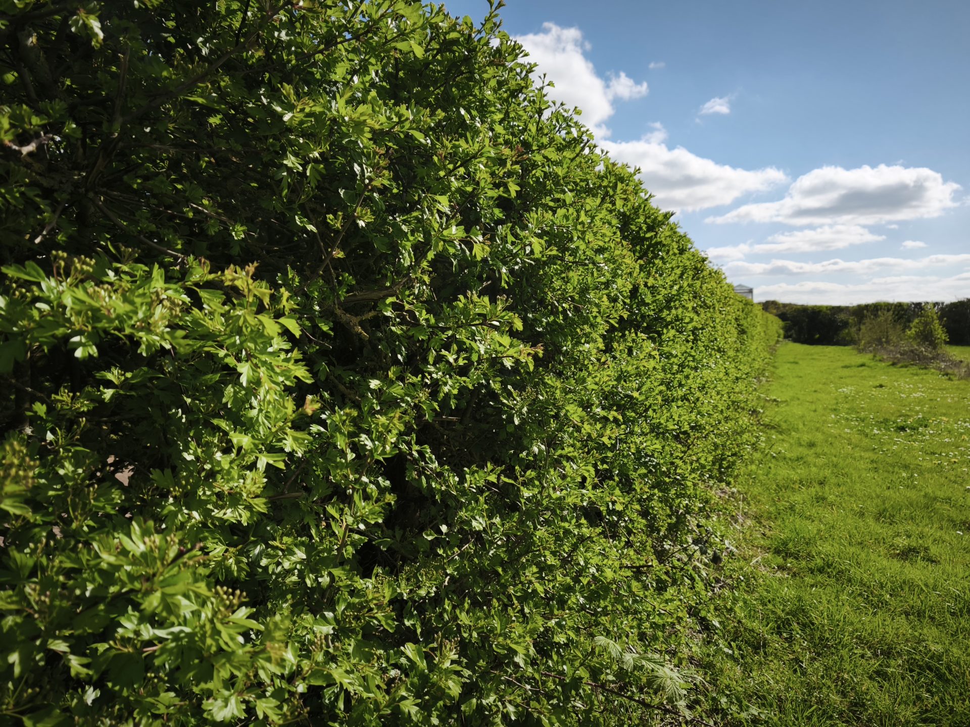 Volunteers sought to help safeguard the future of UK hedgerows - Forest ...